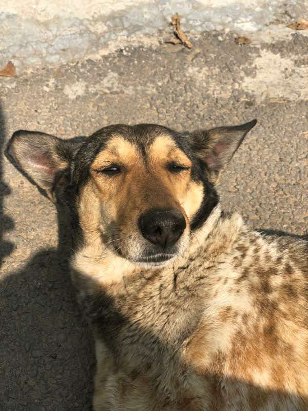 Wolf Reintroductions - Yea or Nay? – Aryamik Sharma